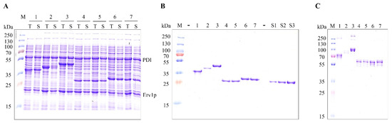 Efficient Production of Fc Fusion Proteins in the Cytoplasm of ...