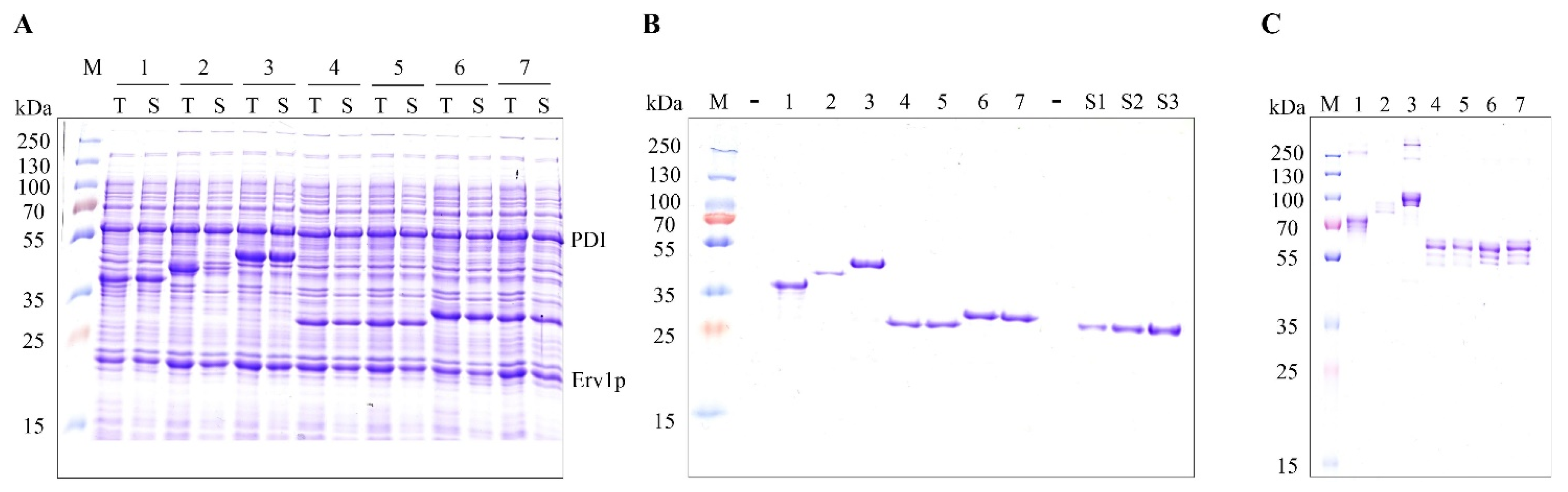 Efficient Production of Fc Fusion Proteins in the Cytoplasm of ...