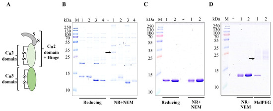 Efficient Production of Fc Fusion Proteins in the Cytoplasm of ...
