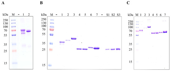 Efficient Production of Fc Fusion Proteins in the Cytoplasm of ...
