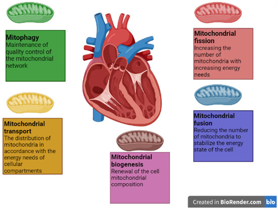 IJMS | Free Full-Text | Targeting Mitochondrial Dynamics Proteins for the Development of ...