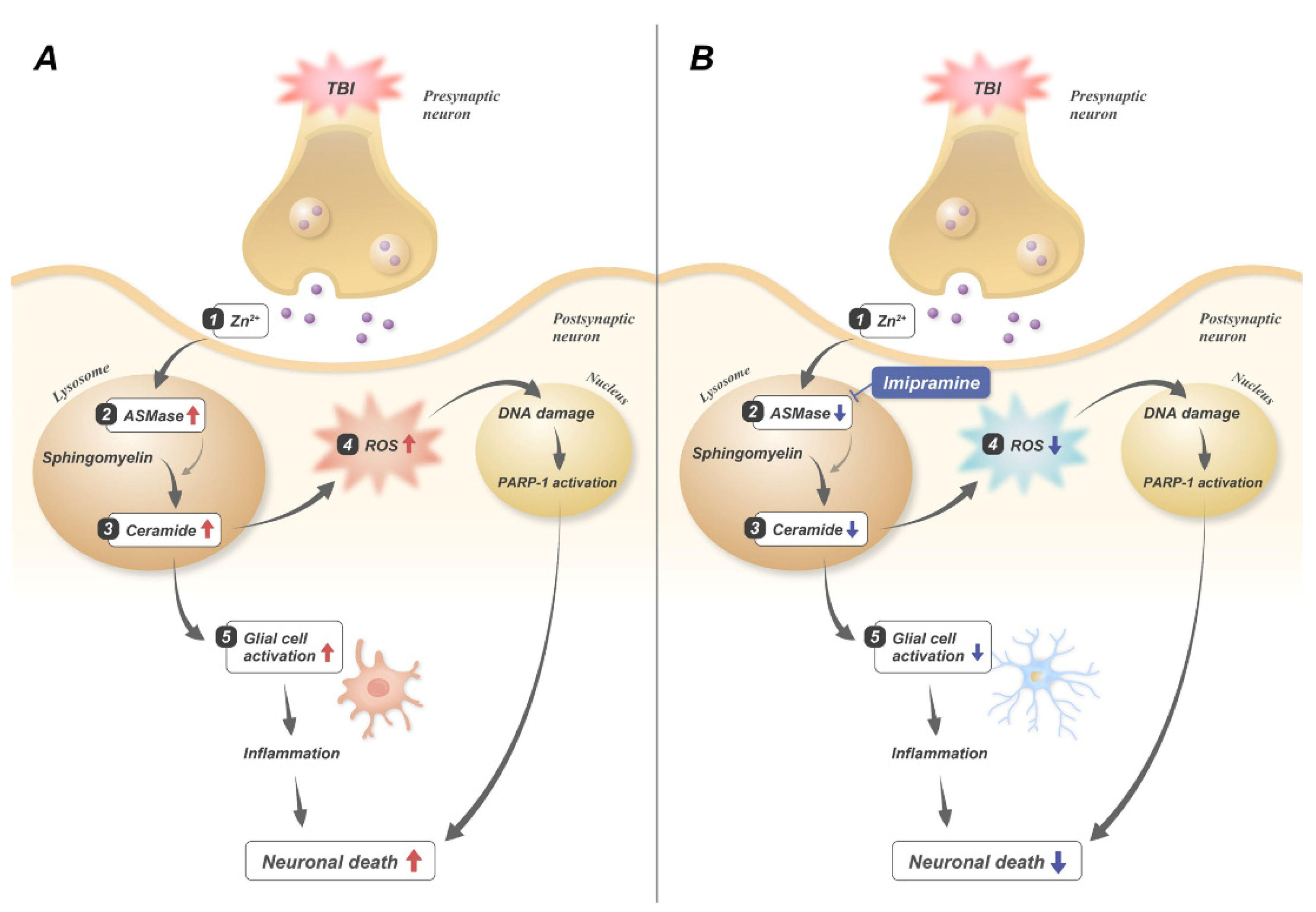 IJMS | Free Full-Text | Acid Sphingomyelinase Inhibitor, Imipramine, Reduces Hippocampal ...