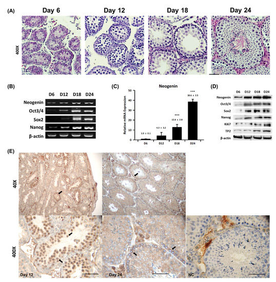 Down-Regulation of Neogenin Decreases Proliferation and Differentiation ...