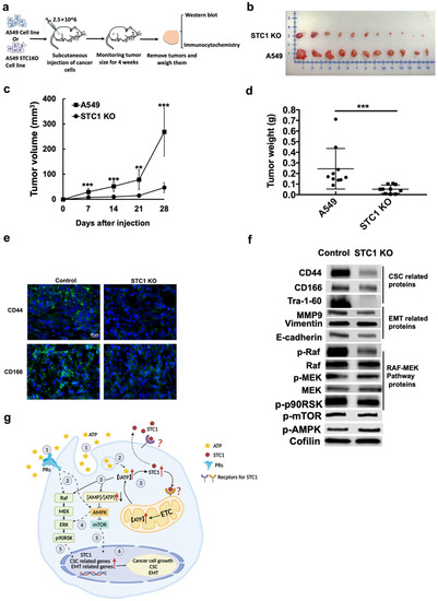 Cancer Stem Cell Formation Induced and Regulated by Extracellular ATP ...