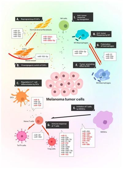 The Roles of MiRNAs (MicroRNAs) in Melanoma Immunotherapy