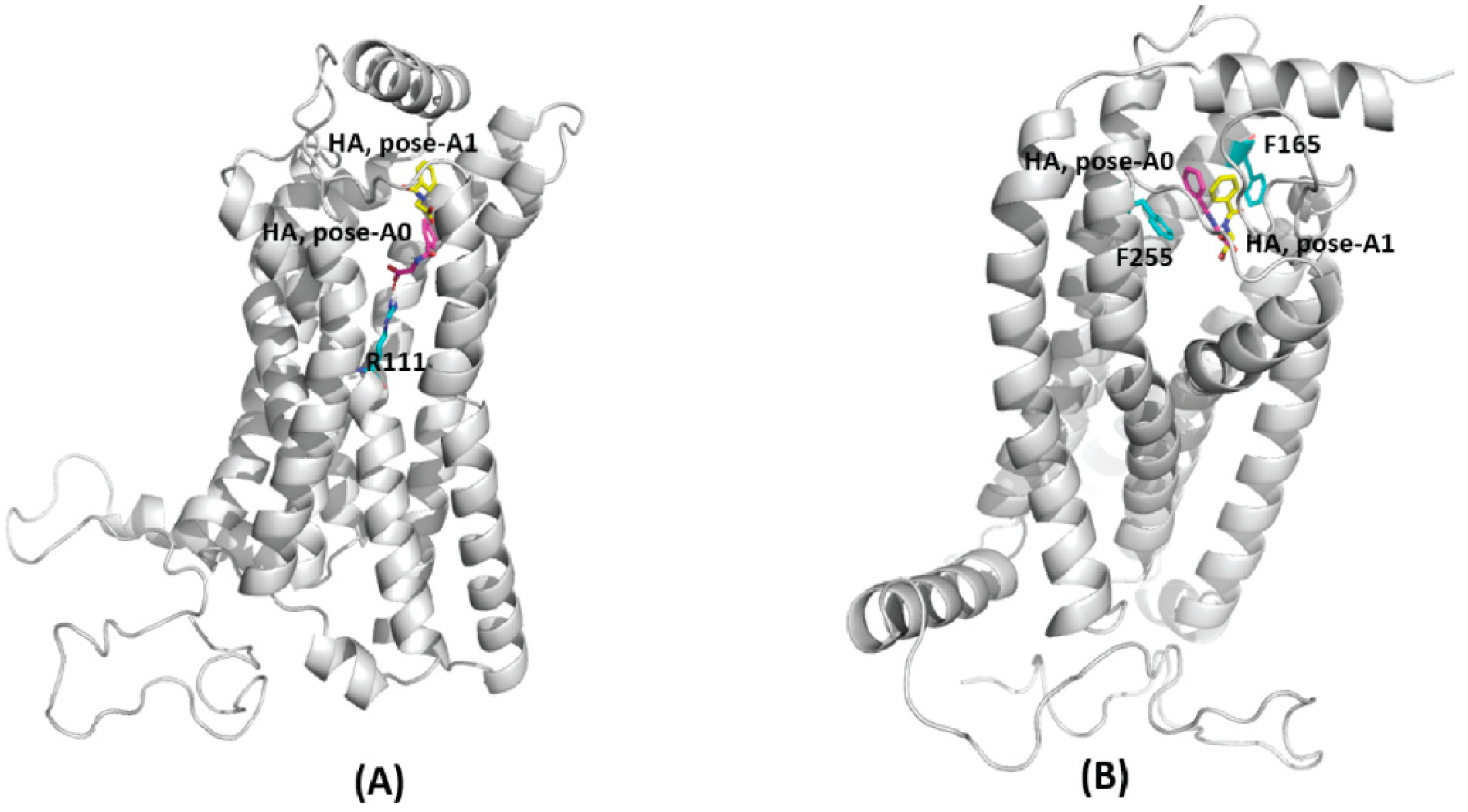 Exploring GPR109A Receptor Interaction with Hippuric Acid Using MD ...