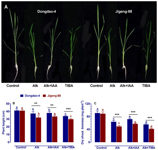 IAA Plays an Important Role in Alkaline Stress Tolerance by Modulating ...