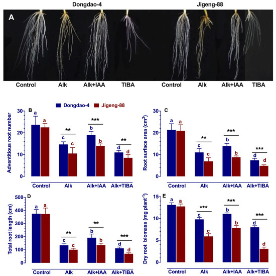 IAA Plays an Important Role in Alkaline Stress Tolerance by Modulating ...