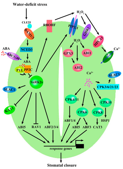 Signaling Transduction of ABA, ROS, and Ca2+ in Plant Stomatal Closure ...