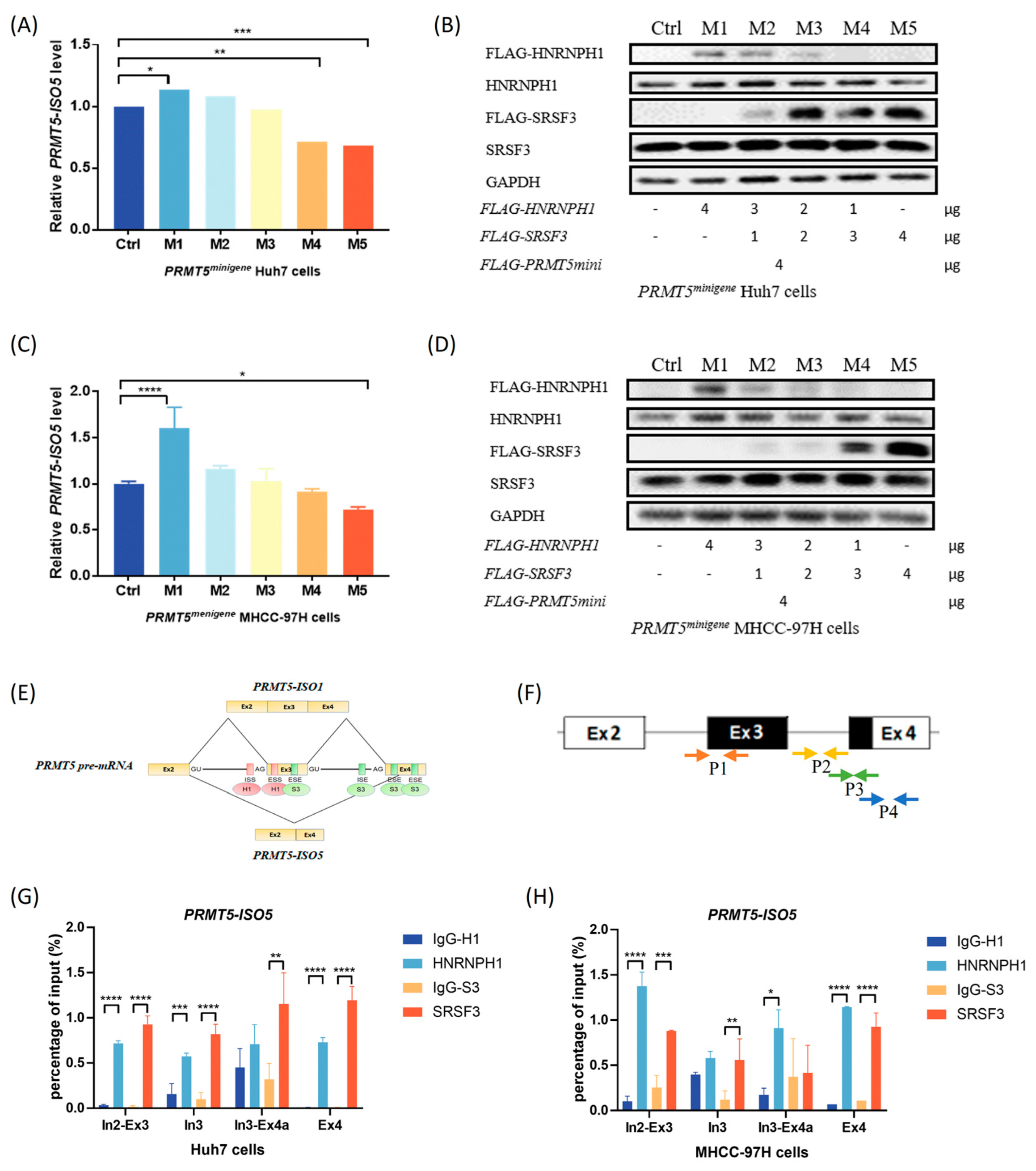 IJMS | Free Full-Text | SRSF3 and HNRNPH1 Regulate Radiation-Induced ...