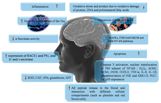 The Neuroprotective Potentiality of Flavonoids on Alzheimer’s Disease