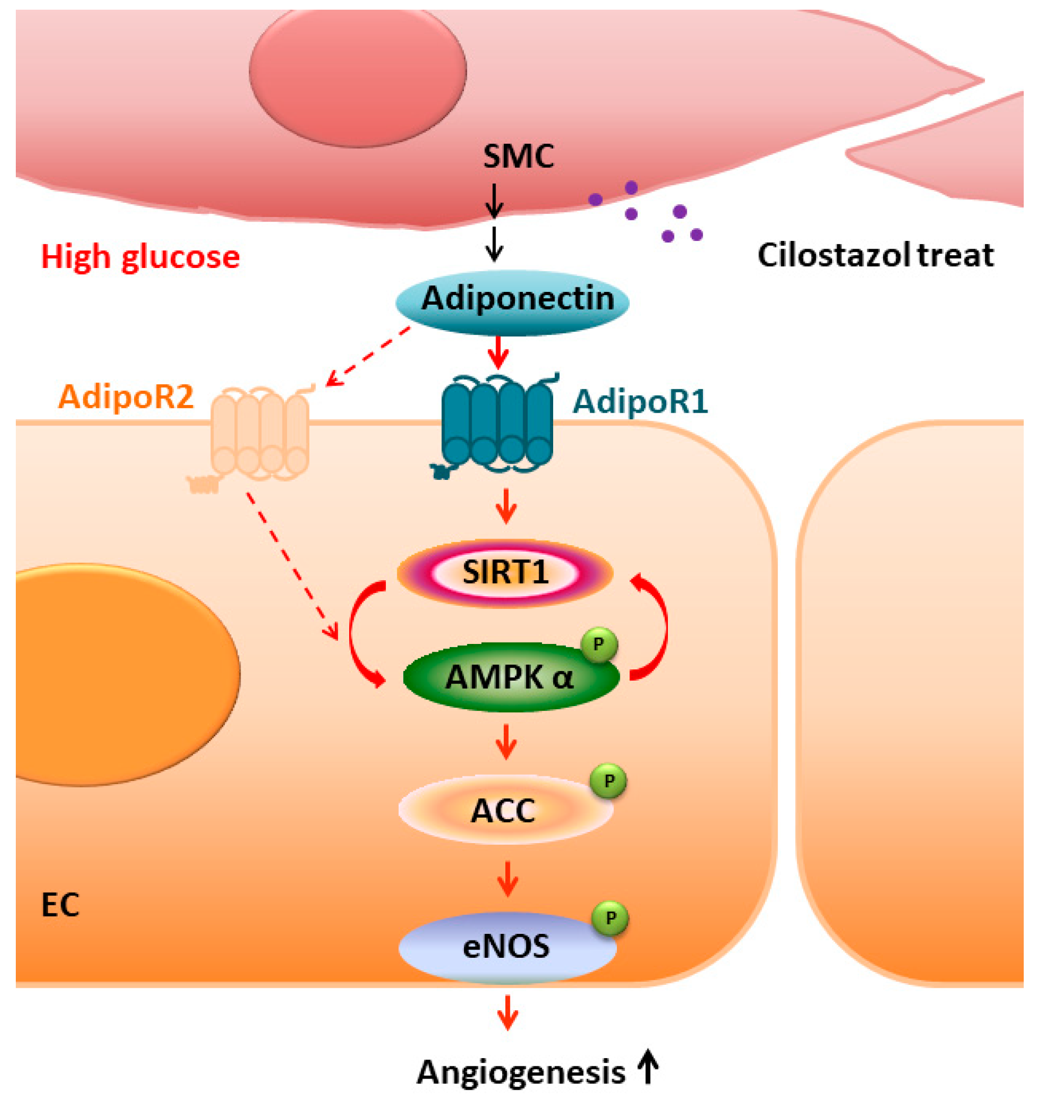 IJMS | Free Full-Text | Effects of Cilostazol on Angiogenesis in ...