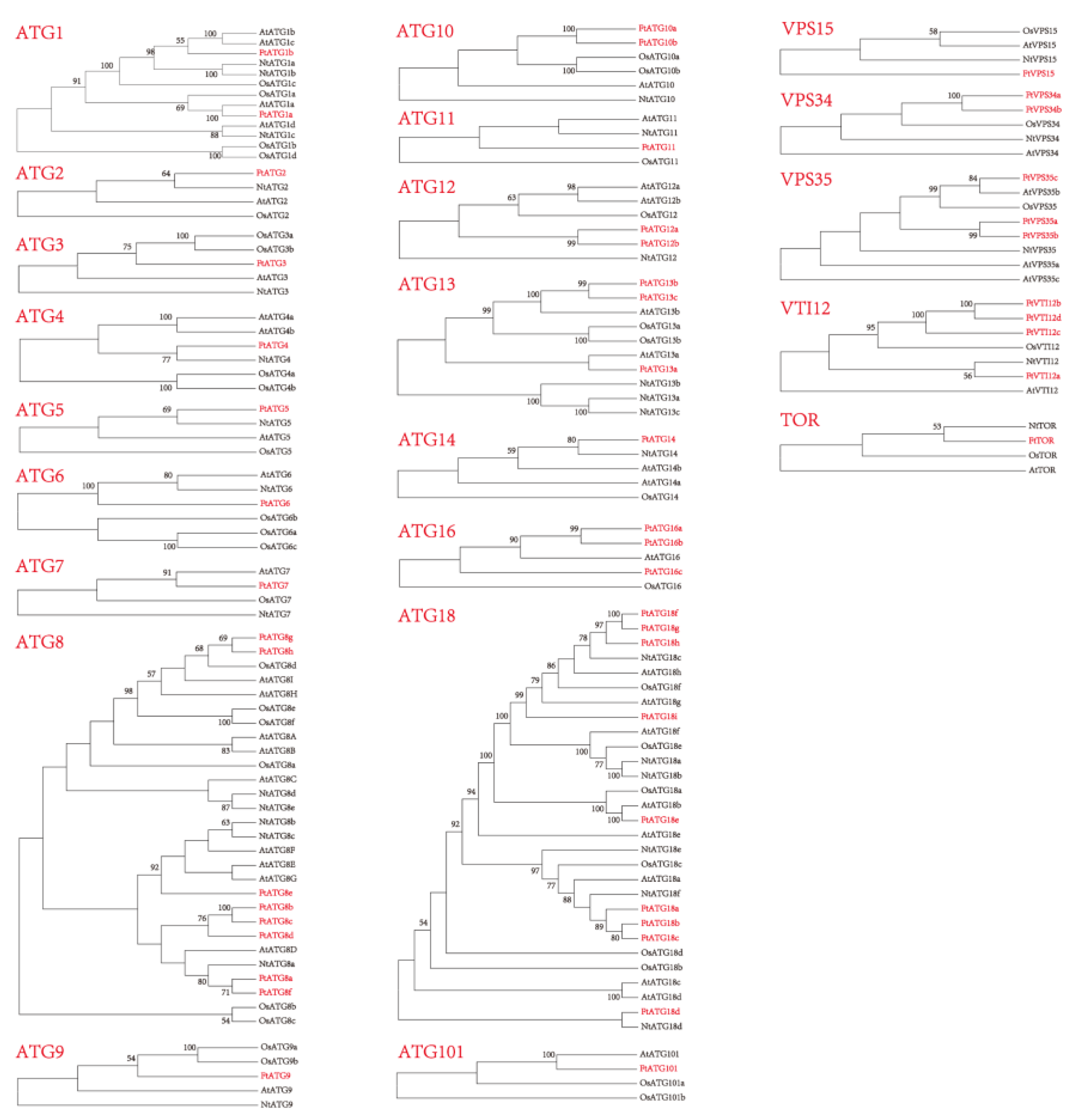 Genome-Wide Identification of ATG Gene Family Members in Fagopyrum ...