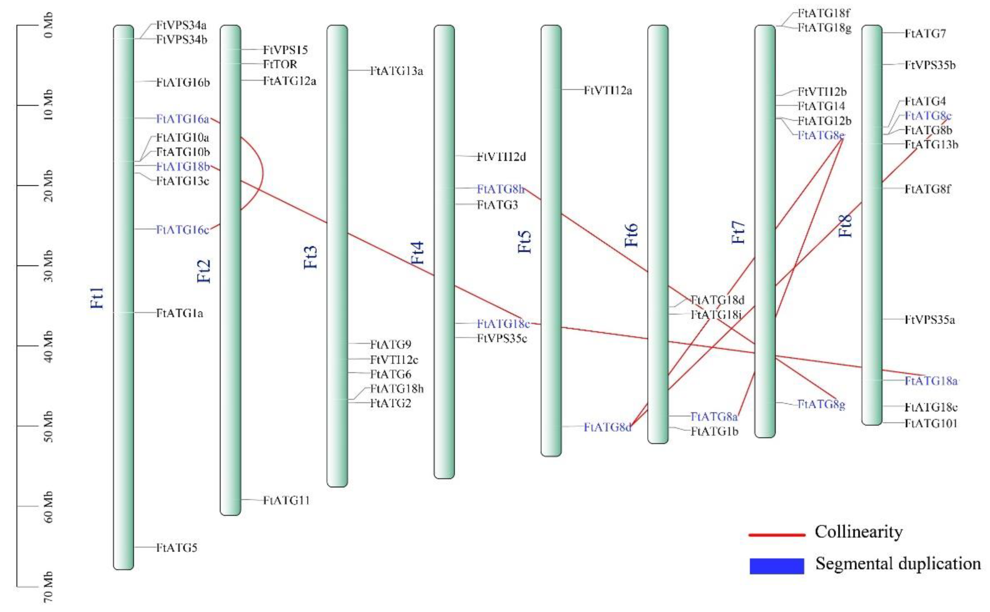 Genome-Wide Identification of ATG Gene Family Members in Fagopyrum ...