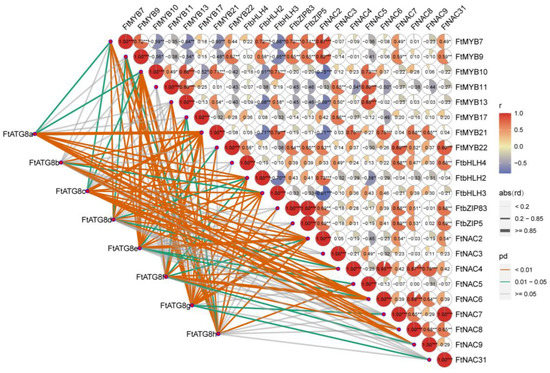 Genome-Wide Identification of ATG Gene Family Members in Fagopyrum ...