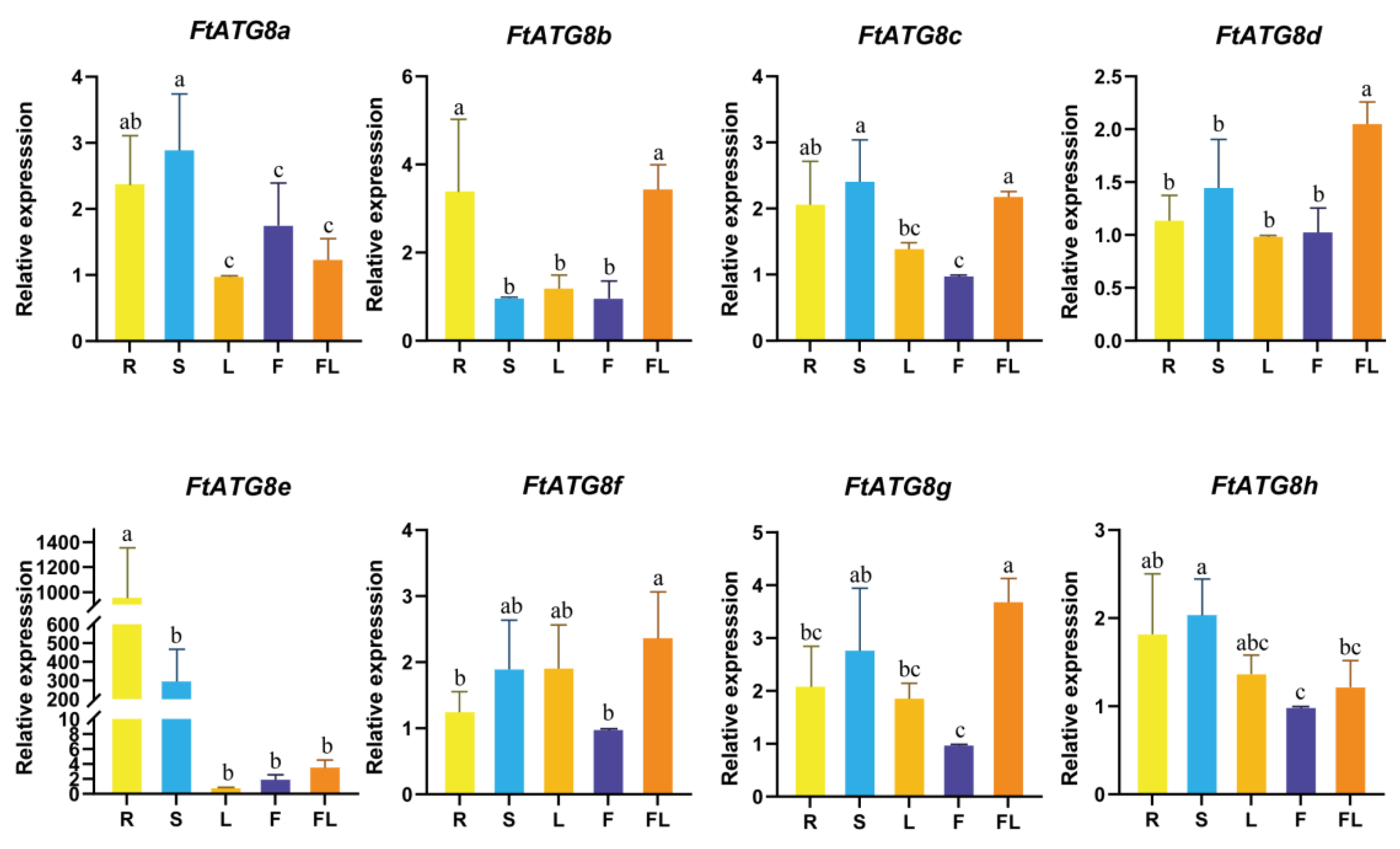 Genome-Wide Identification of ATG Gene Family Members in Fagopyrum ...