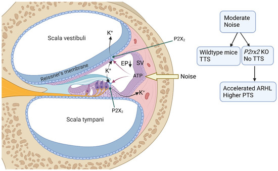 Purinergic Signalling in the Cochlea