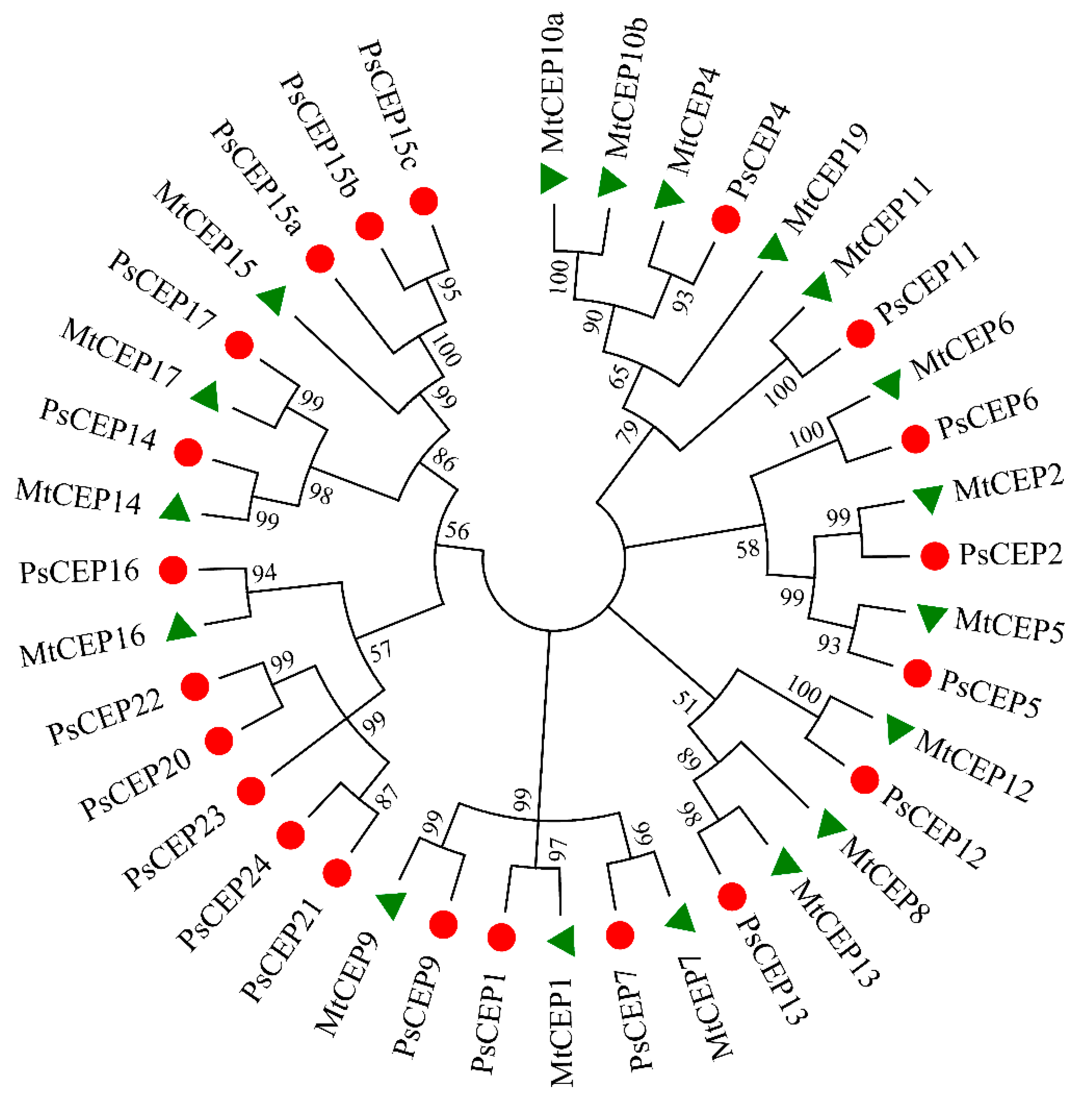Identification and Expression Analysis of the C-TERMINALLY ENCODED ...