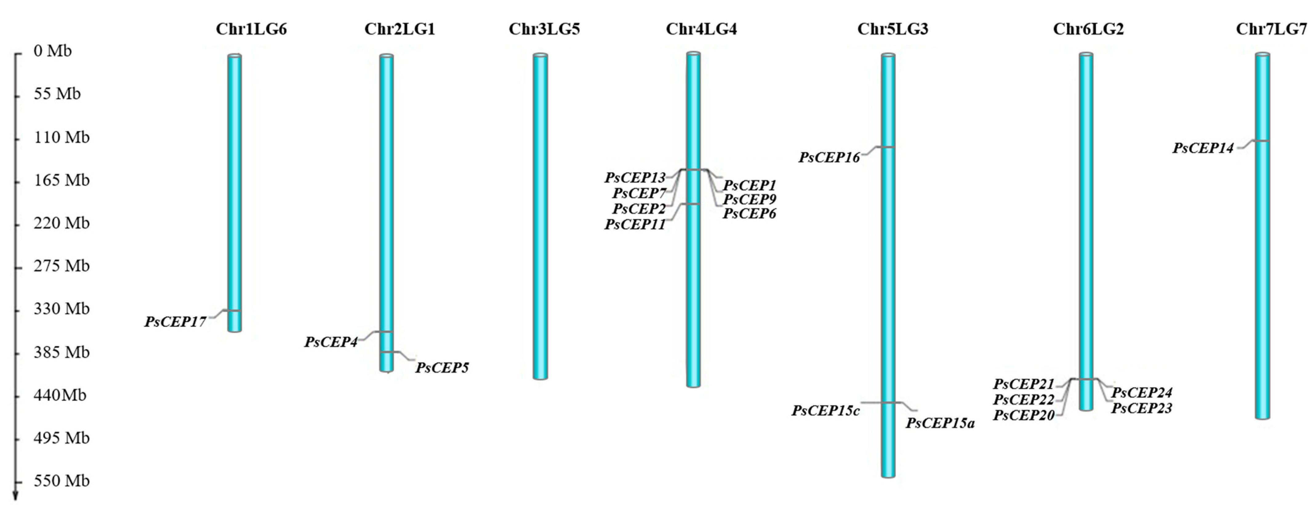 Identification and Expression Analysis of the C-TERMINALLY ENCODED ...