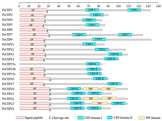 Identification and Expression Analysis of the C-TERMINALLY ENCODED ...