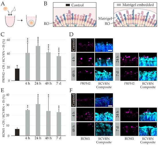 Transient Retention of Photoreceptor Outer Segments in Matrigel ...