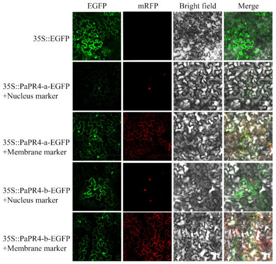 Cloning and Characterization of Two Novel PR4 Genes from Picea asperata