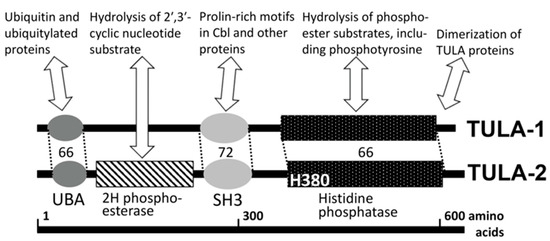 TULA-Family Regulators of Platelet Activation