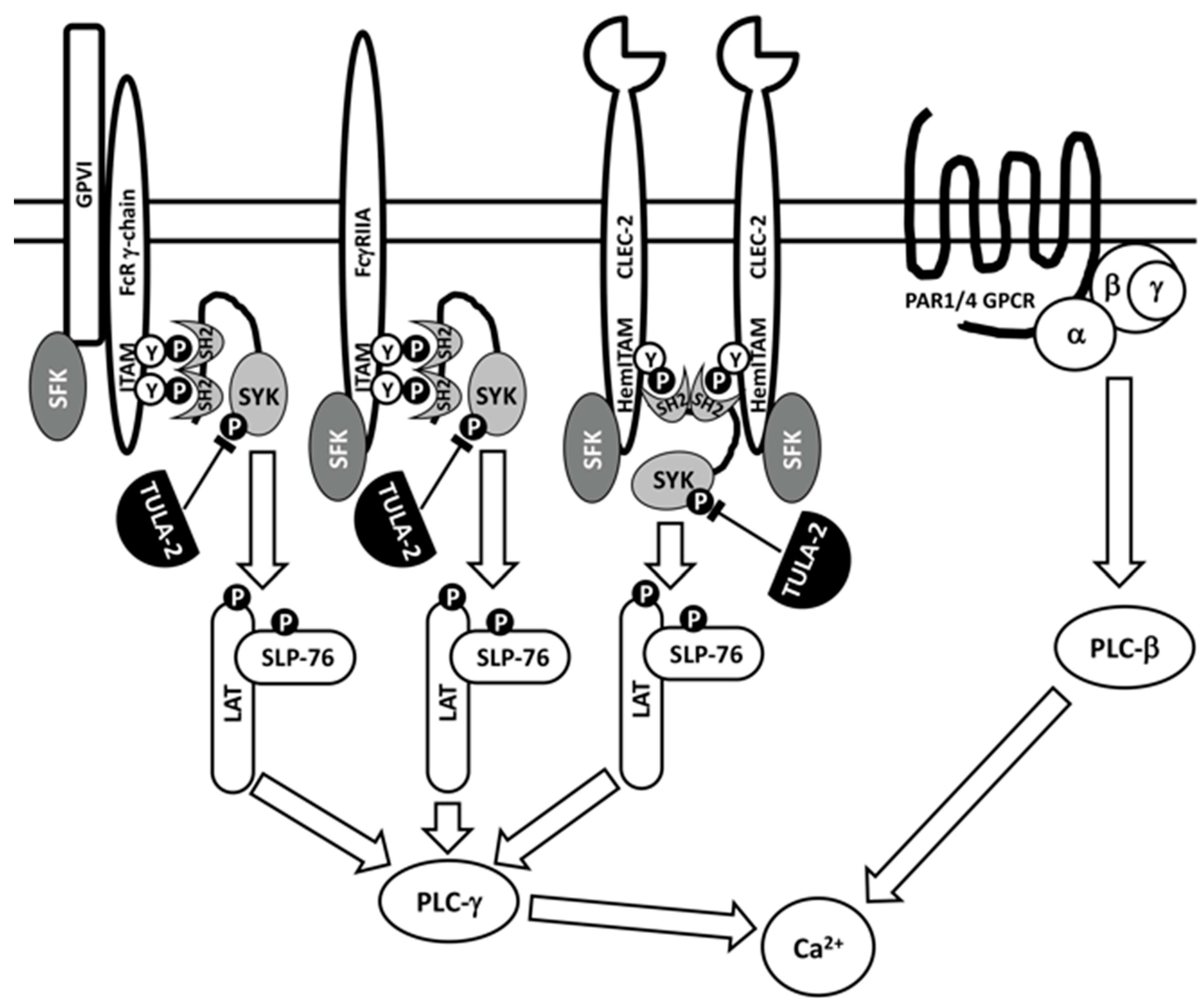 TULA-Family Regulators of Platelet Activation