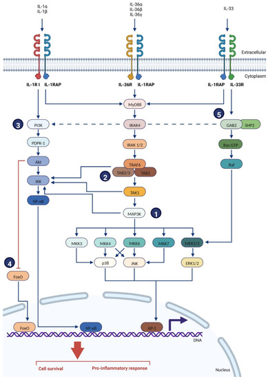 IL-1RAP, a Key Therapeutic Target in Cancer