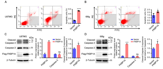 Upregulated FKBP1A Suppresses Glioblastoma Cell Growth via Apoptosis ...