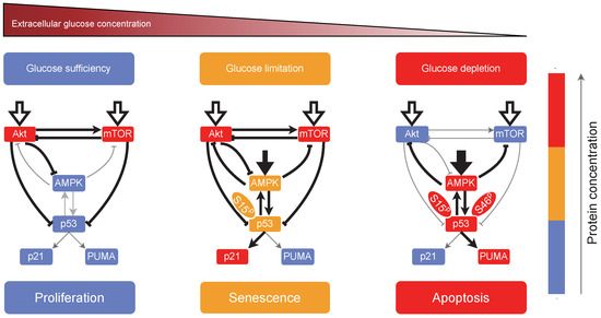 Coordination of the AMPK, Akt, mTOR, and p53 Pathways under Glucose Starvation