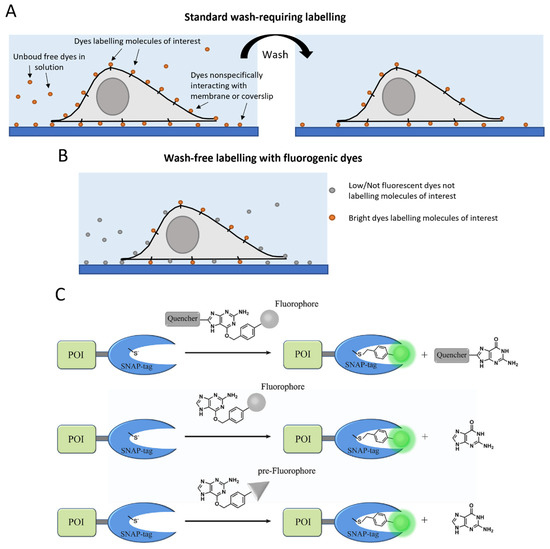 Choosing the Probe for Single-Molecule Fluorescence Microscopy