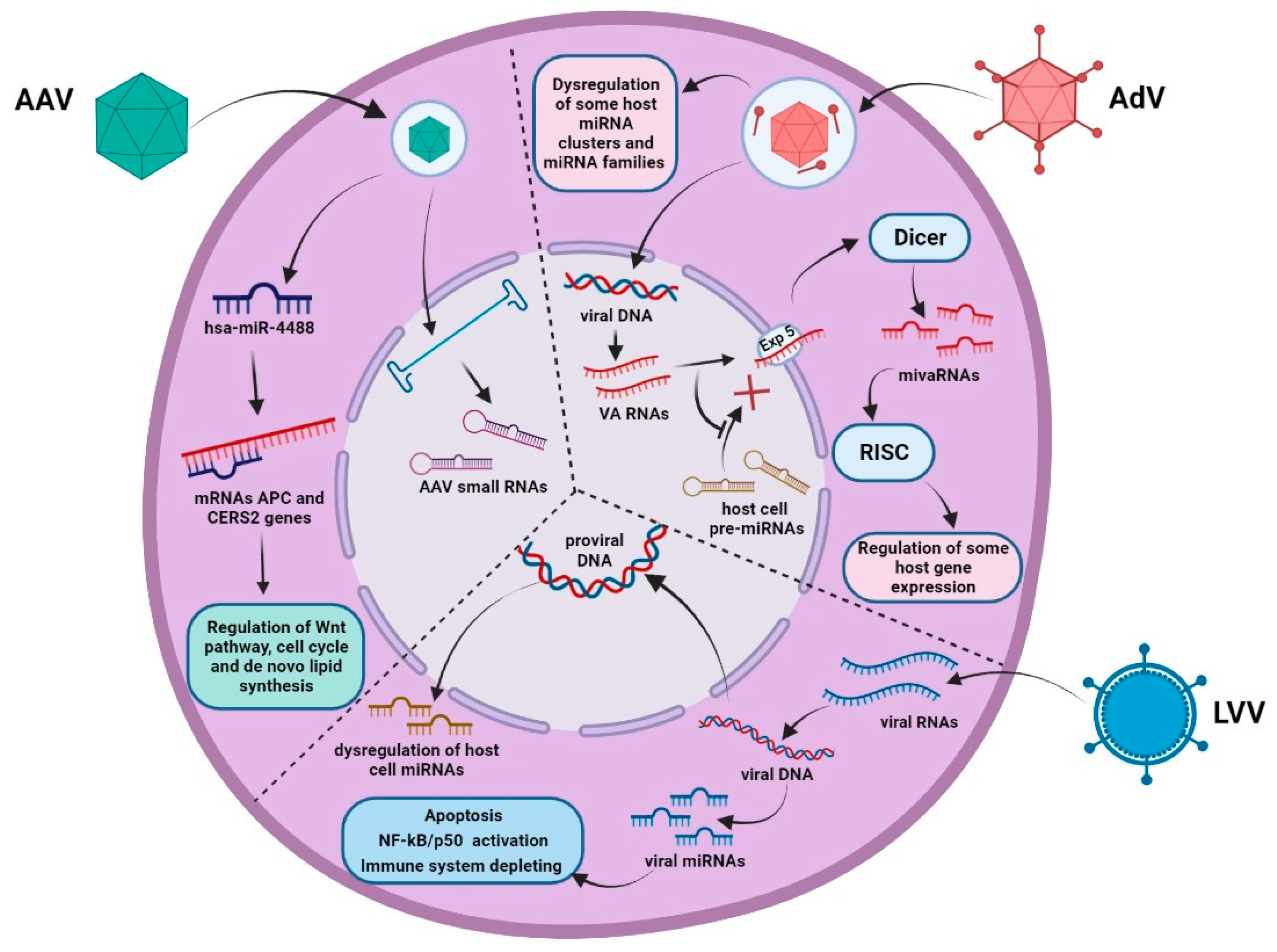 miRNA Pathway Alteration in Response to Non-Coding RNA Delivery in ...