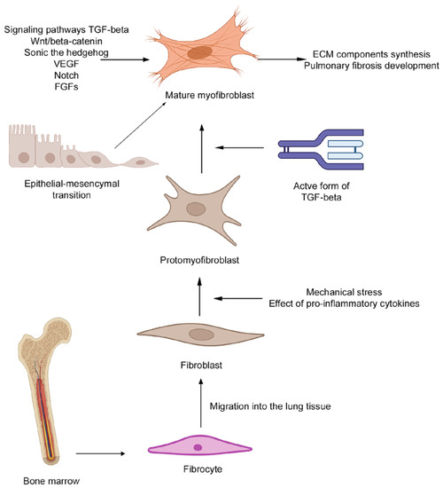 Pulmonary Fibrosis as a Result of Acute Lung Inflammation: Molecular ...