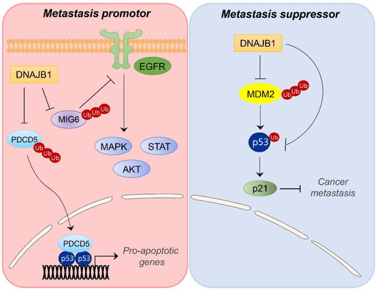 Multi-Faceted Roles of DNAJB Protein in Cancer Metastasis and Clinical ...
