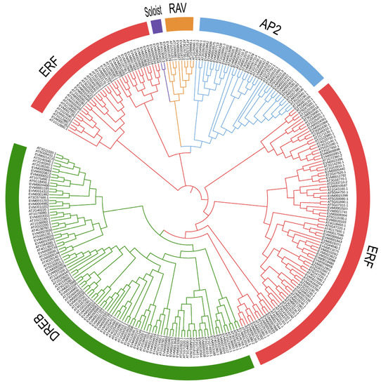 Identification and Characterization of AP2/ERF Transcription Factors in ...