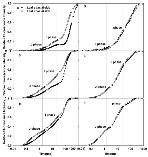 Sunflower Leaf Structure Affects Chlorophyll a Fluorescence Induction ...