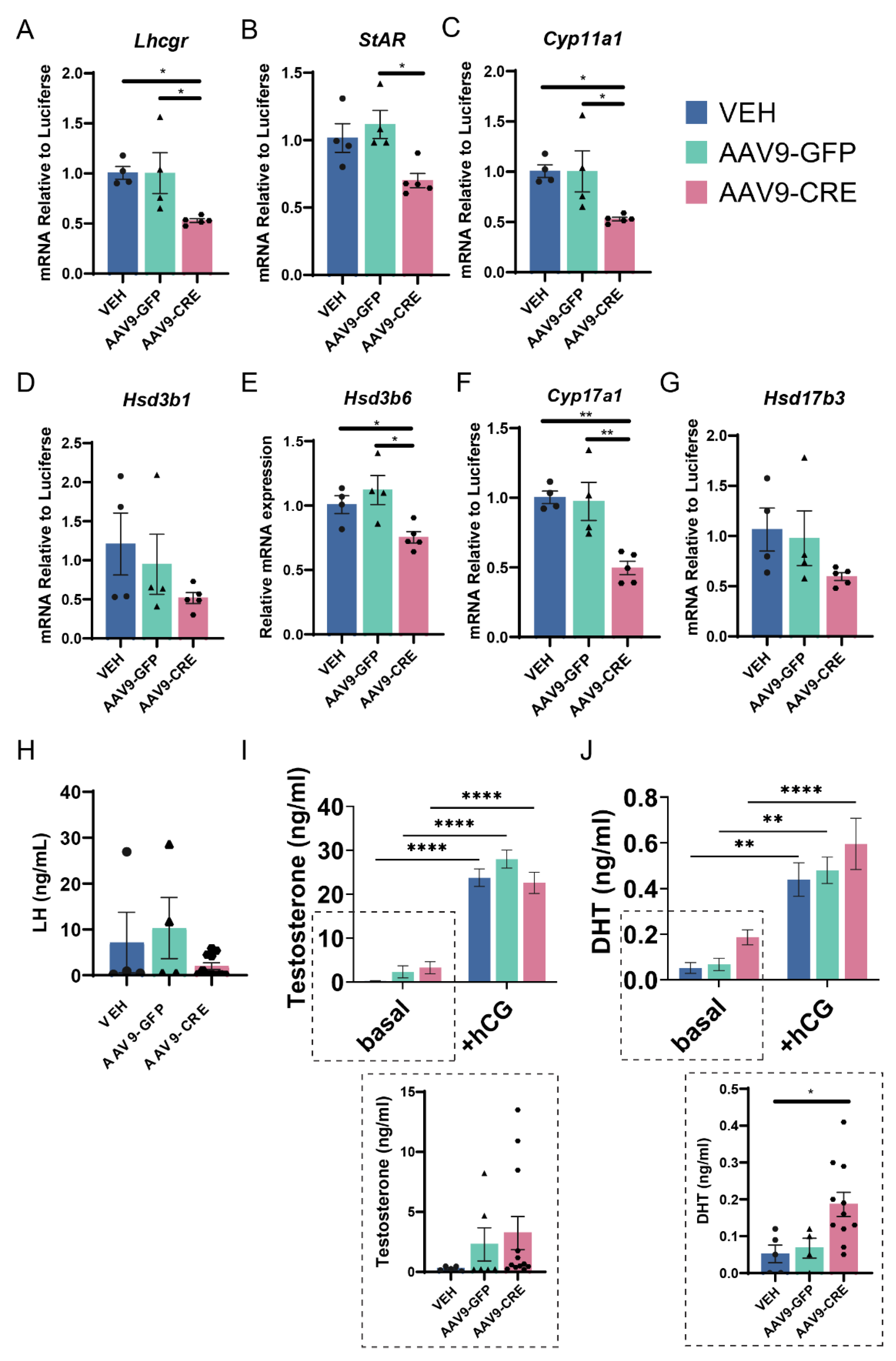 Ijms Free Full Text A Novel Model Using Aav9 Cre To Knockout Adult