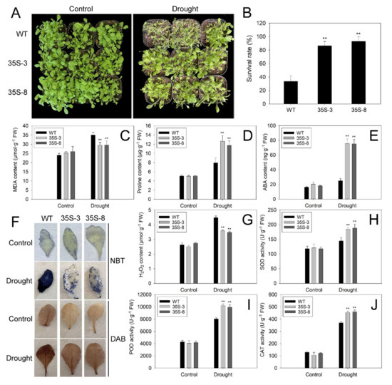 A Novel bHLH Transcription Factor PtrbHLH66 from Trifoliate Orange ...