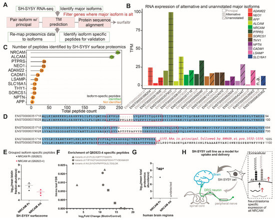Investigating SH-SY5Y Neuroblastoma Cell Surfaceome as a Model for ...