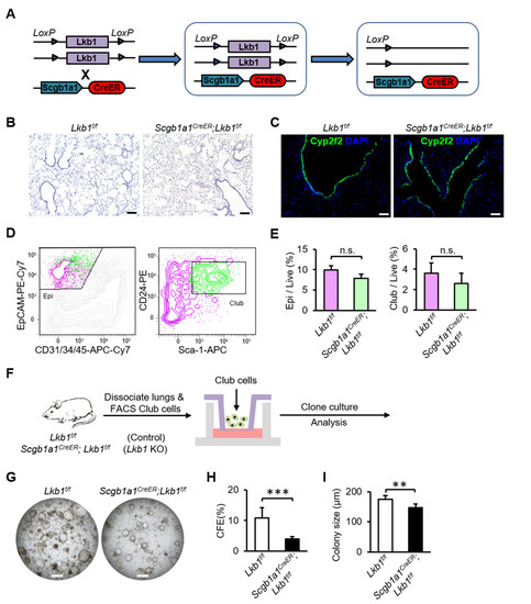 Niche-Dependent Regulation of Lkb1 in the Proliferation of Lung ...