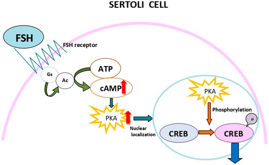 Cyclic Adenosine Monophosphate: A Central Player in Gamete Development ...