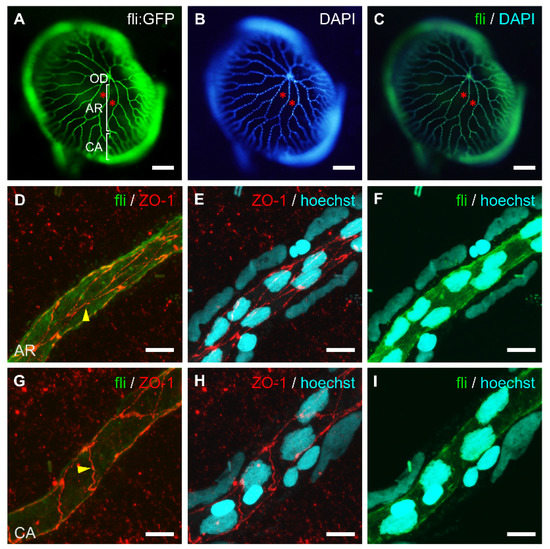 Evaluation of a Rapid and Simple Method for Assessing Retinal Vessel Structures in Adult Zebrafish