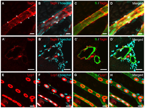 Evaluation of a Rapid and Simple Method for Assessing Retinal Vessel ...