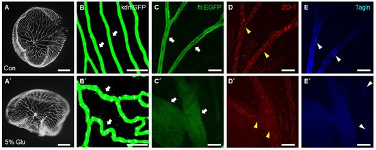 Evaluation of a Rapid and Simple Method for Assessing Retinal Vessel ...