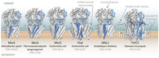 How Functional Lipids Affect the Structure and Gating of ...