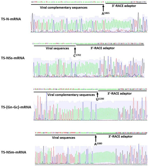 Molecular Characteristics of Subgenomic RNAs and the Cap-Dependent ...
