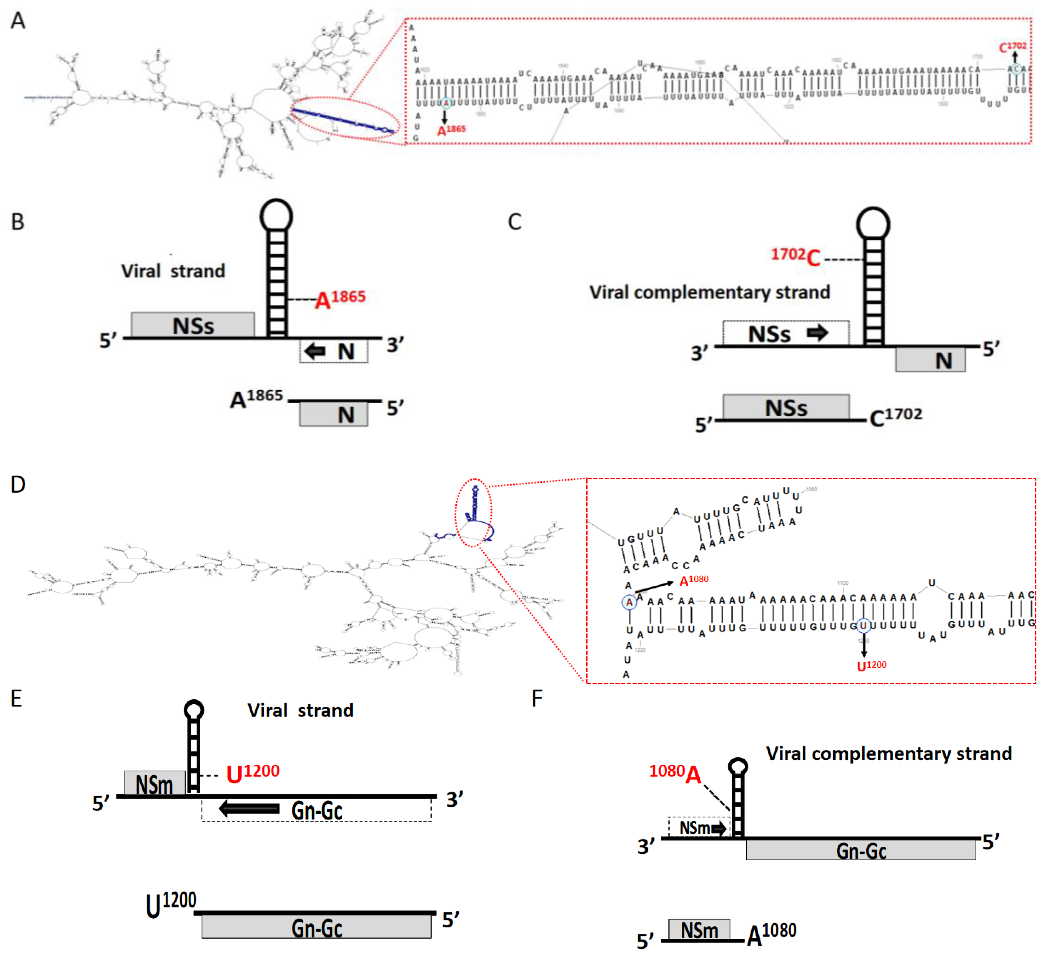 Molecular Characteristics of Subgenomic RNAs and the Cap-Dependent ...