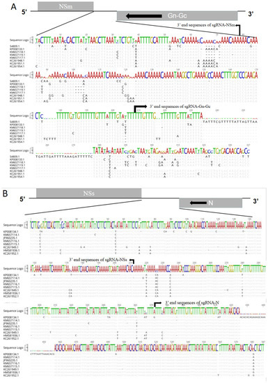 Molecular Characteristics of Subgenomic RNAs and the Cap-Dependent ...