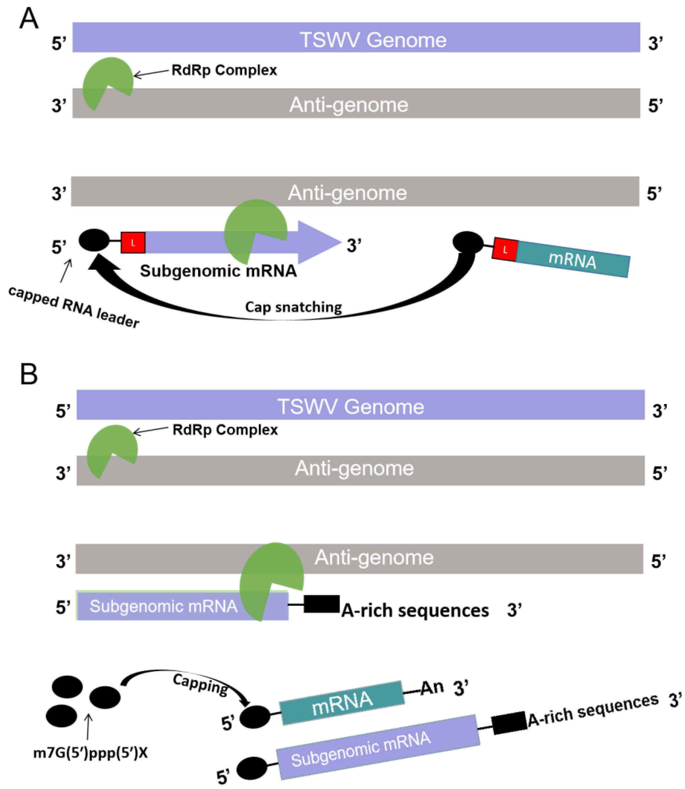 Molecular Characteristics of Subgenomic RNAs and the Cap-Dependent ...
